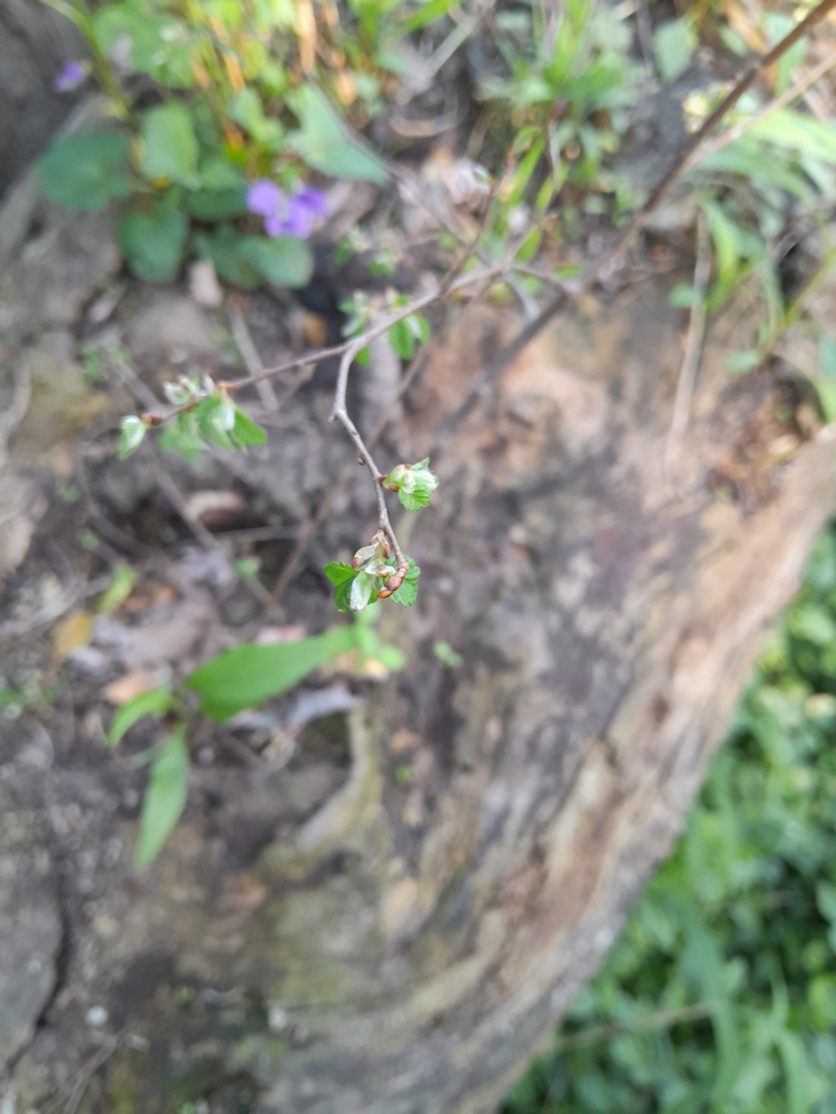 American elm from Delaware Trails, Indianapolis, IN, USA on April 28 ...