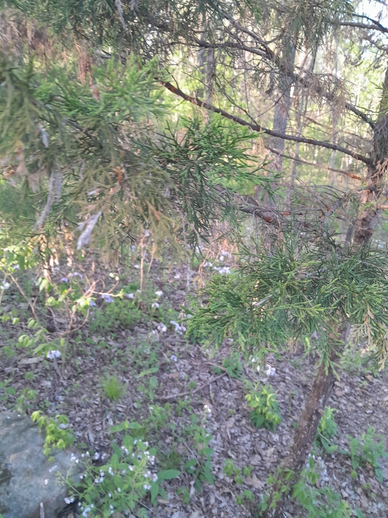 eastern redcedar from Delaware Trails, Indianapolis, IN, USA on April ...