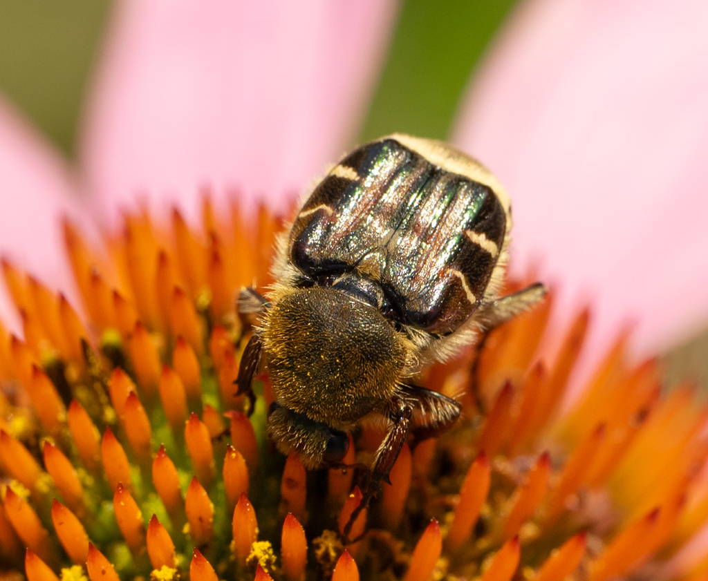 Bee-like Flower Scarab from River Pines on April 27, 2025 at 02:46 PM ...