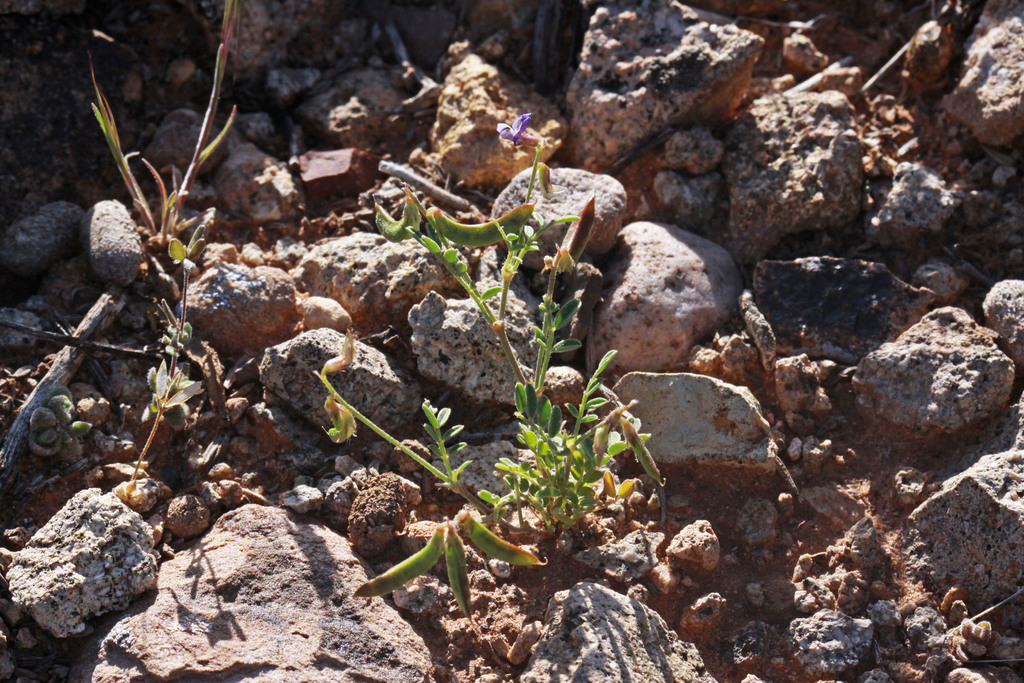 (Astragalus nuttallianus micranthiformis) - Botanical Realm