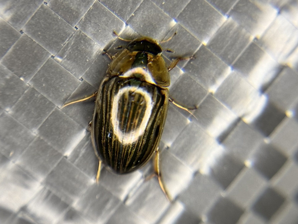 Tropisternus collaris from Richmond Boulevard, Richmond, TX, US on ...
