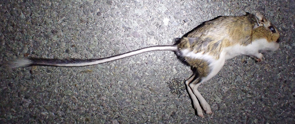 California Kangaroo Rat (Mammals of Rosewood Nature Study Area ...