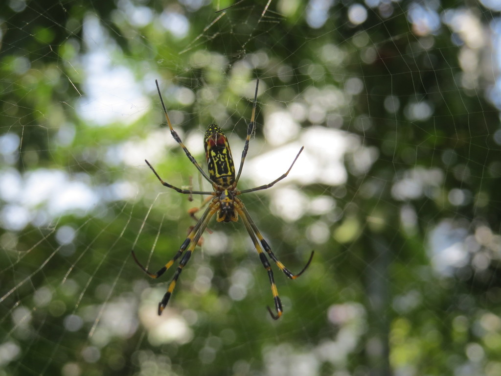 Joro Spider from Kitakasai, Edogawa City, Tokyo 134-0081, Japan on ...