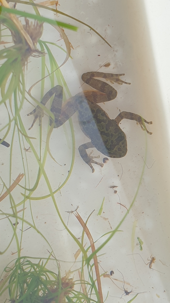 Cape Ghost frog from Franschhoek, 7690, South Africa on April 29, 2025 ...