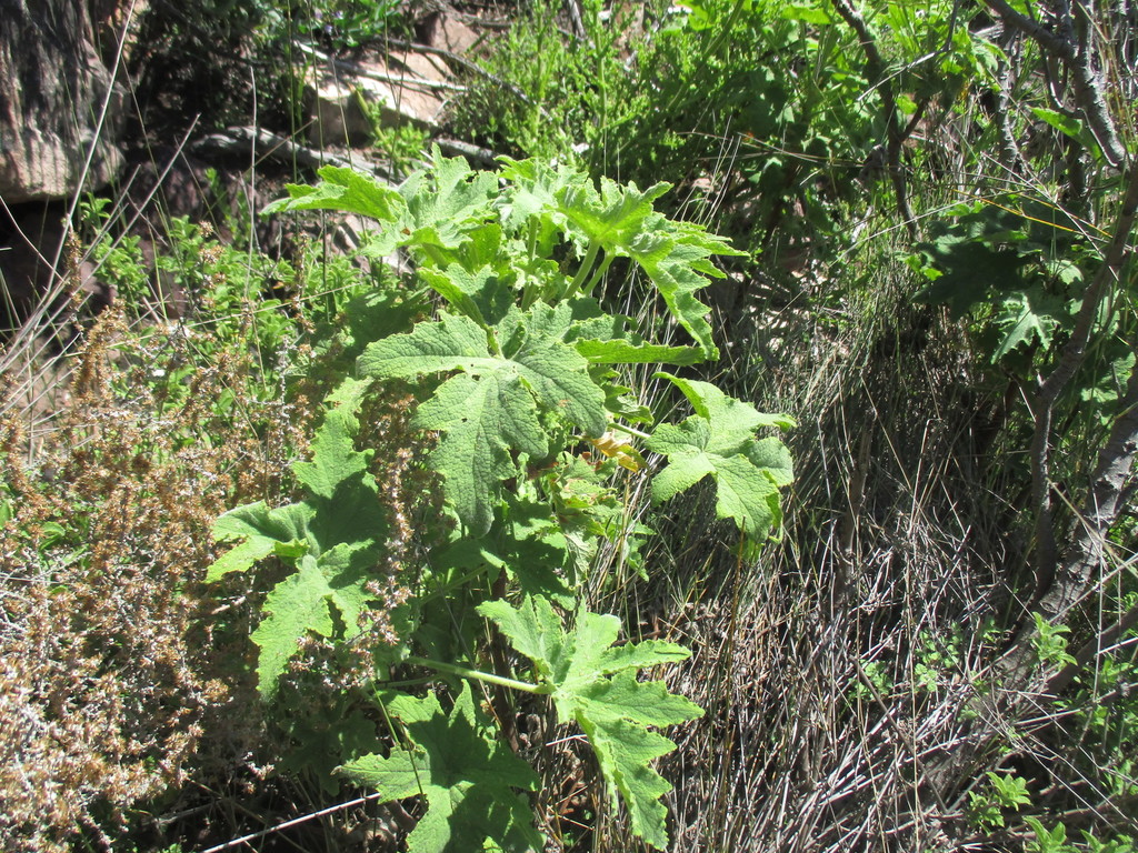 Hispid pelargonium from Piketberg on August 28, 2019 at 01:19 PM by ...