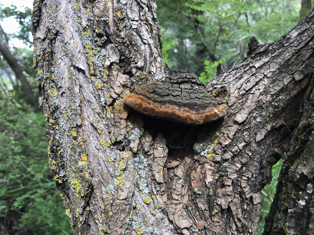 Cracked Cap Polypore from Santa Cruz County, US-AZ, US on August 27 ...