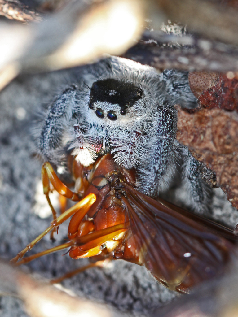 Regal Jumping Spider from Everglades National Park, Florida, USA on ...
