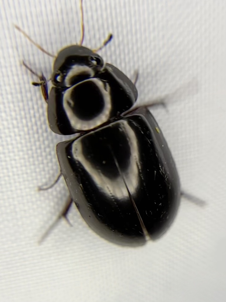 Water Scavenger Beetles from Richmond Boulevard, Richmond, TX, US on ...