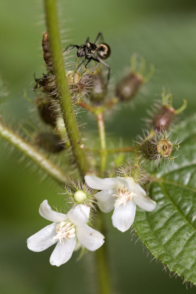 Melastomes (Melastomataceae) - Botanical Realm