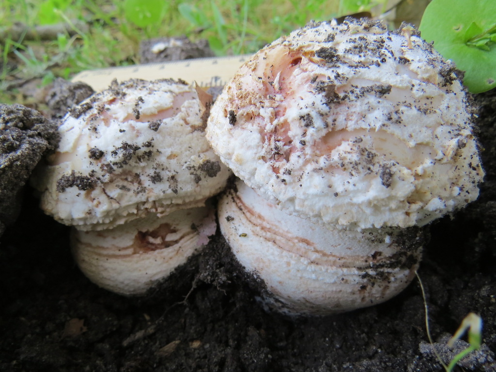 Blushing Bride Amanita from Monterey County, CA, USA on April 13, 2025 ...