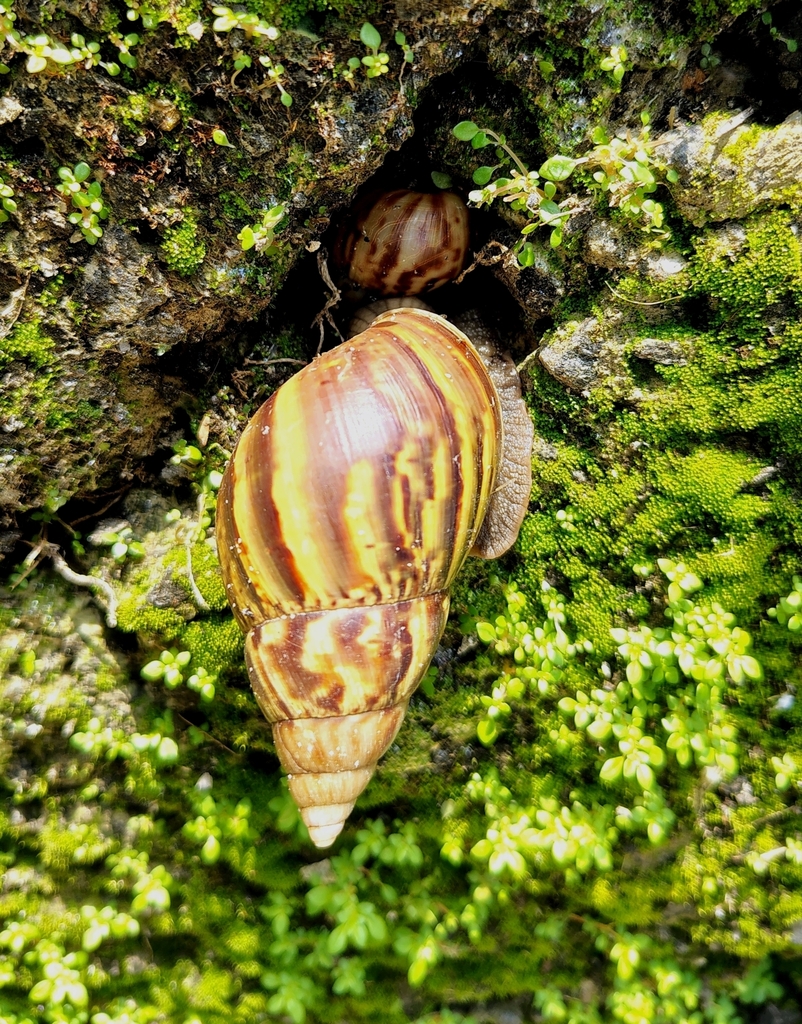 African Giant Snail from Andhakaranazhy 123, near Andhakaranazhi ...