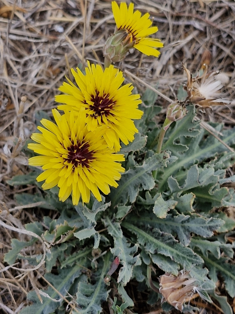 False Sow-thistle from Coorong SA 5264, Australia on April 27, 2025 at ...