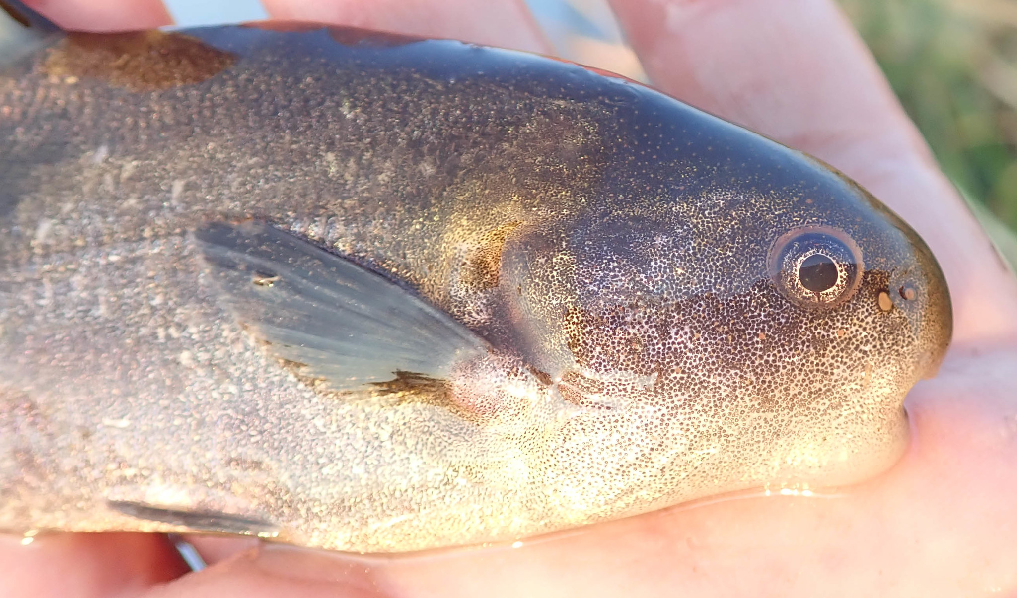 Cyphomyrus Myers, 1960