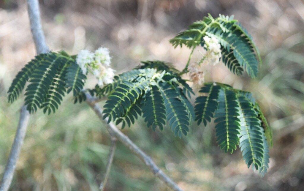 Pacara Earpod Tree from Polk County, FL, USA on April 27, 2025 at 04:32 ...