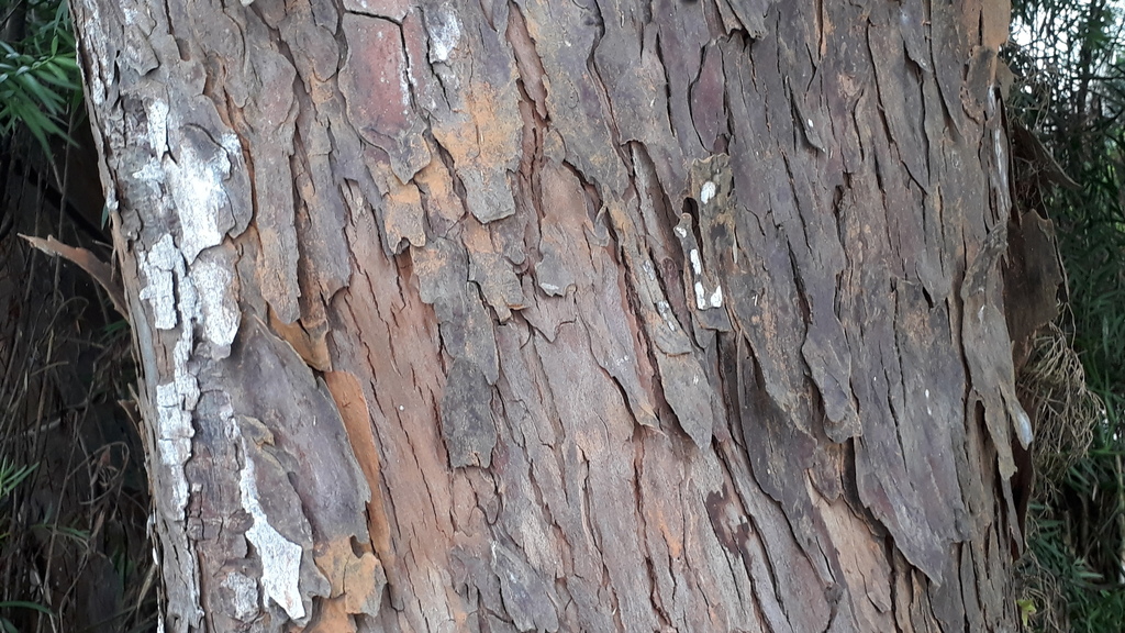 Himalayan Yew (Taxus wallichiana) - Botanical Realm