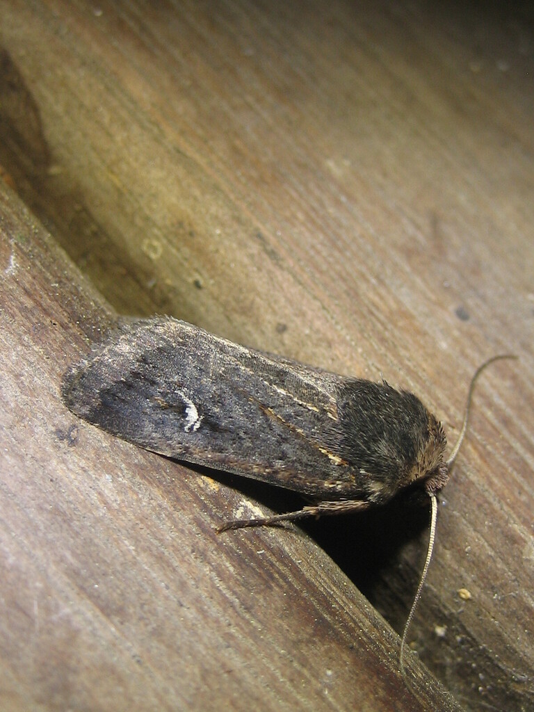 Proteuxoa from Frankston South VIC, Australia on April 29, 2025 at 09: ...