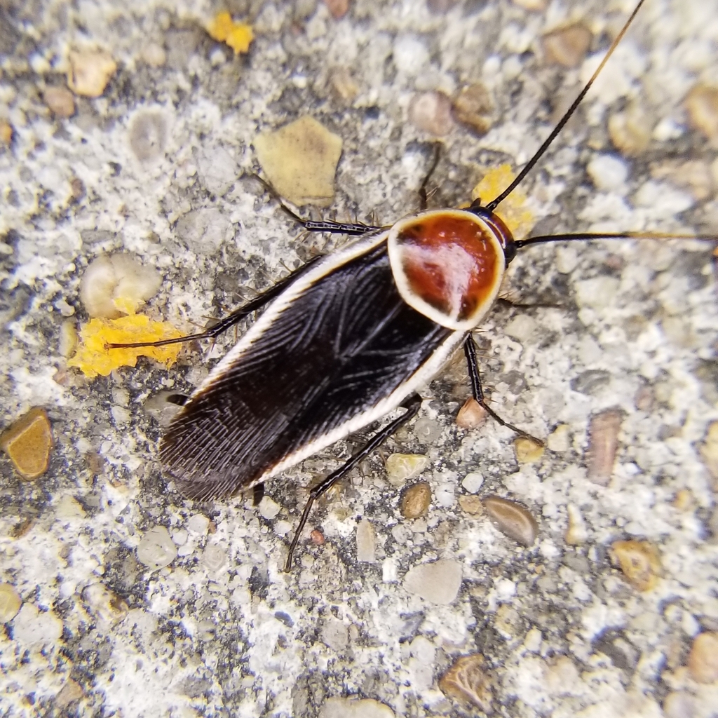 Pale-bordered Field Cockroach from QH67+6Q, Houston, TX 77007, USA on ...