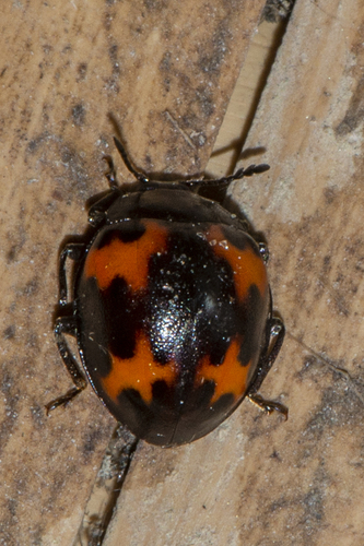 Genus Beccariola · iNaturalist