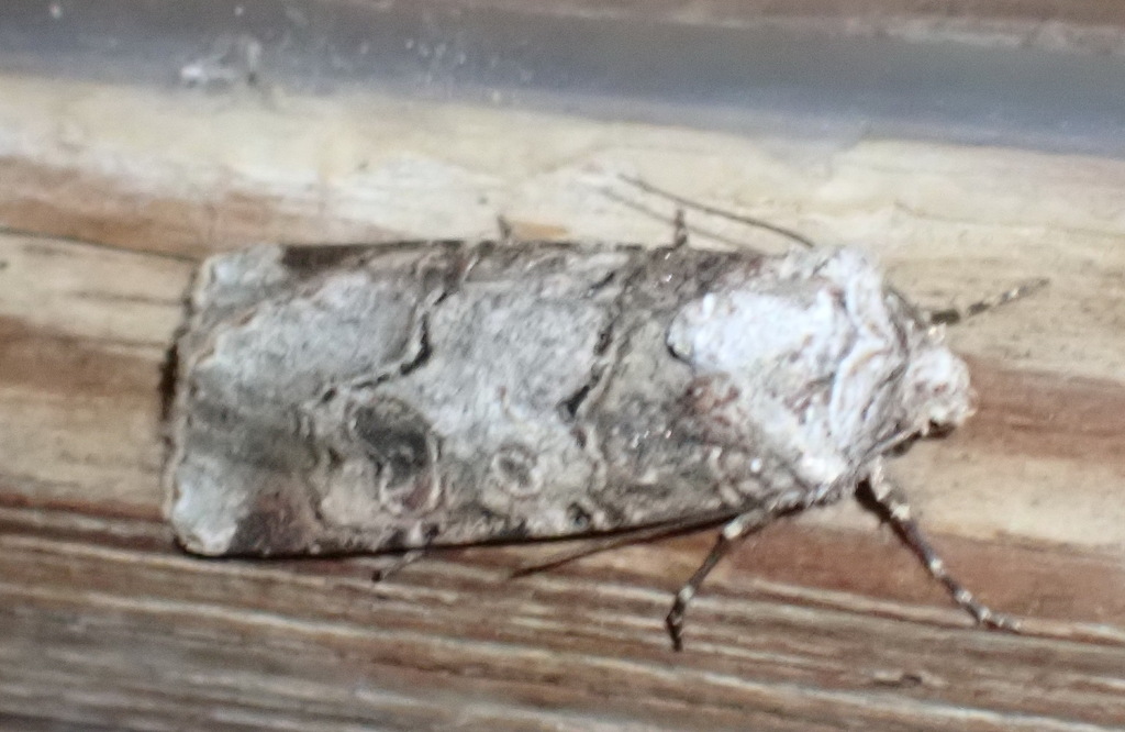 Owlet Moths and Allies from Oudemuragie, Garden Route District ...