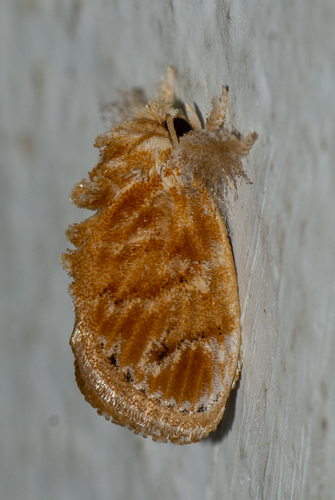 Narosa corusca · iNaturalist