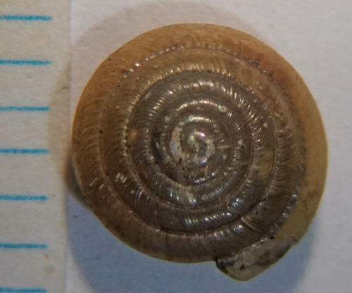 Bidentate Dome Snail (Ventridens coelaxis) · iNaturalist