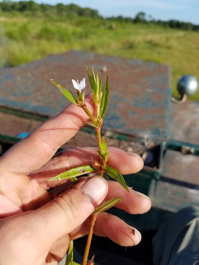 Harper's Buttonweed from Lake Placid, FL 33852, USA on August 29, 2019 ...