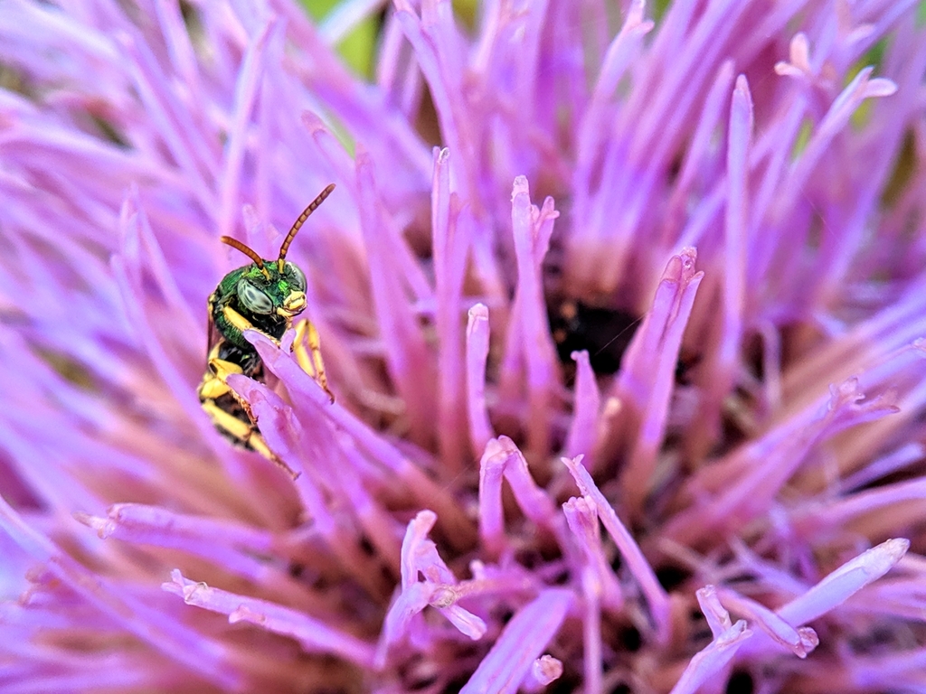 Bicolored Striped Sweat Bee from Oak Bluffs, MA 02557, USA on August 29 ...