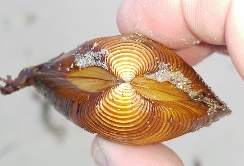 Eucrassatella cumingii · iNaturalist