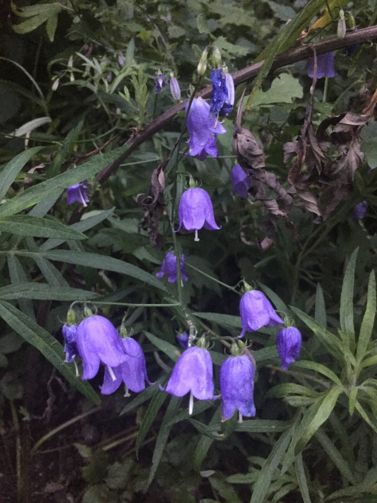 Adenophora from Beijing, Beijing, CN on August 28, 2019 at 06:55 PM by ...