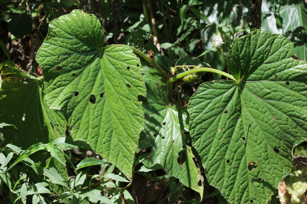 (Begonia baliensis) - Botanical Realm