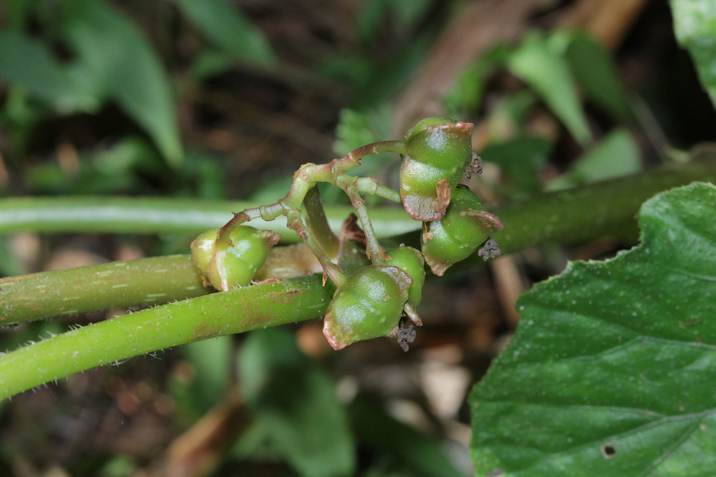 (Begonia baliensis) - Botanical Realm