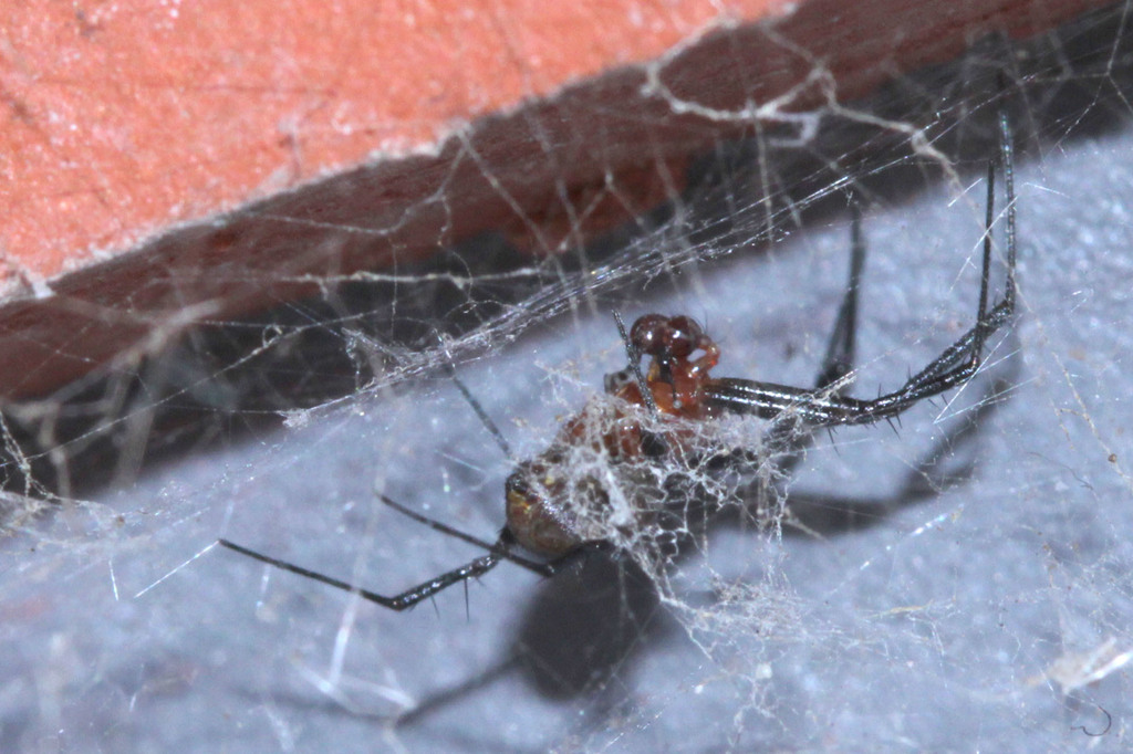 Asian Hermit Spider in August 2019 by Franz Anthony · iNaturalist