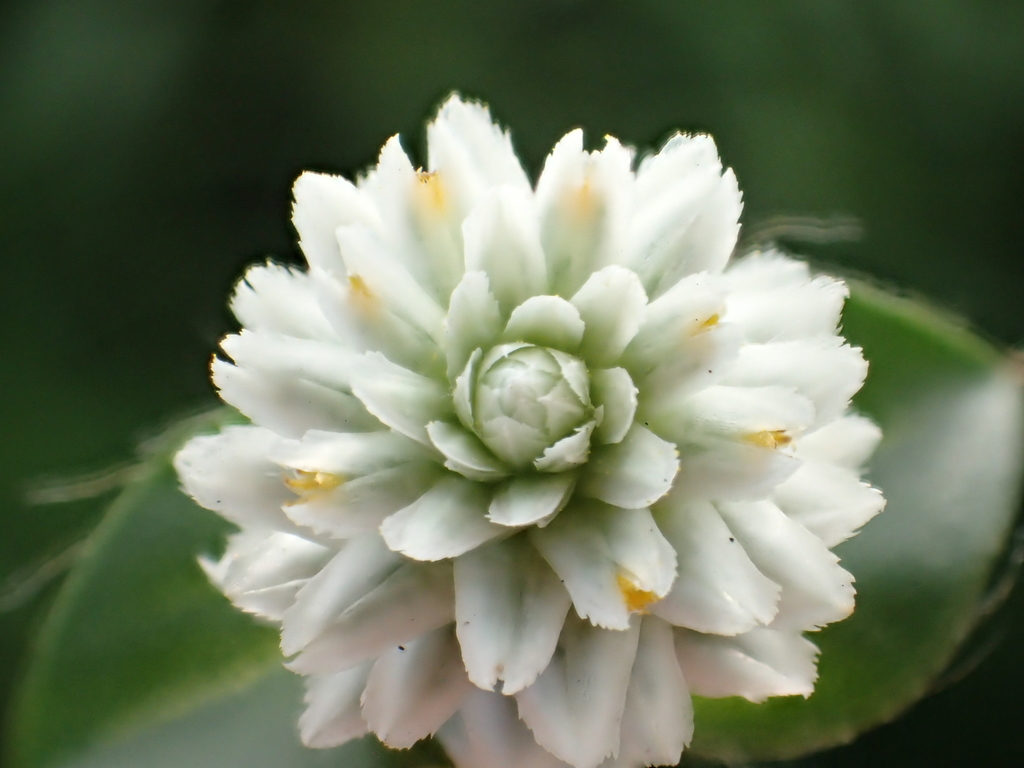 Amor seco (Corredor biológico de Sta. Maria ) · iNaturalist