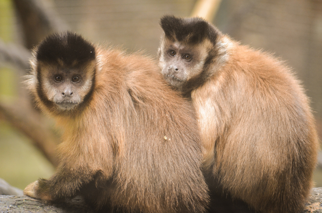 Robust Capuchins (Sapajus) - Know Your Mammals