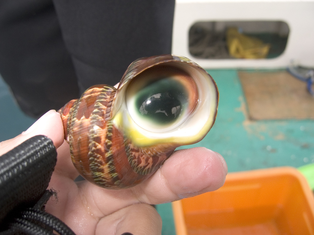 Tapestry Turban Snail from Kenting, Kenting, TW-TA-PT, TW-TA, TW on May ...