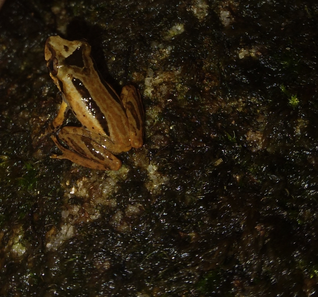 Webless Pygmy Tree Frog in April 2025 by Sakuntha Shehara · iNaturalist