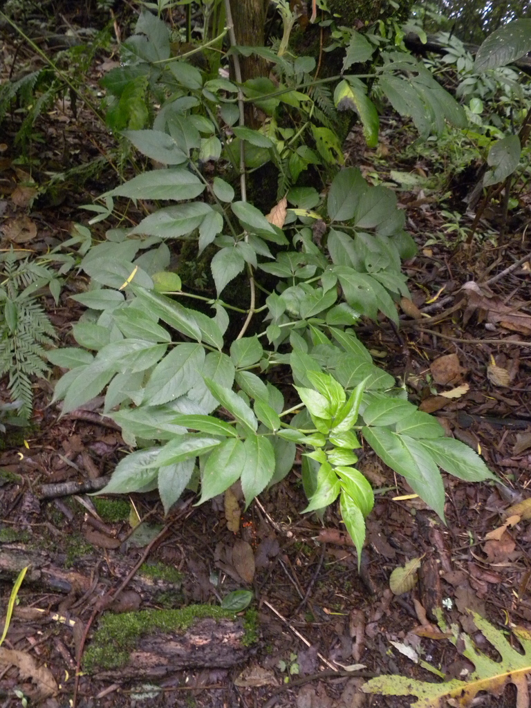 European black elderberry from Suba, Bogotá, Colombia on April 28, 2025 ...