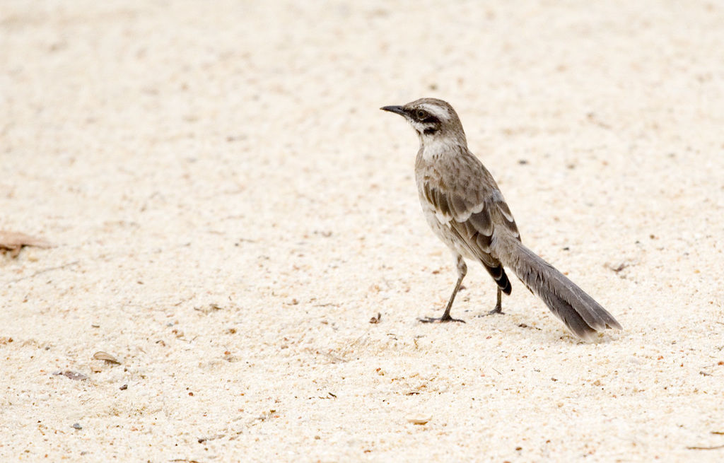 Long-tailed Mockingbird from Sentosa, Singapore on April 23, 2013 at 11 ...