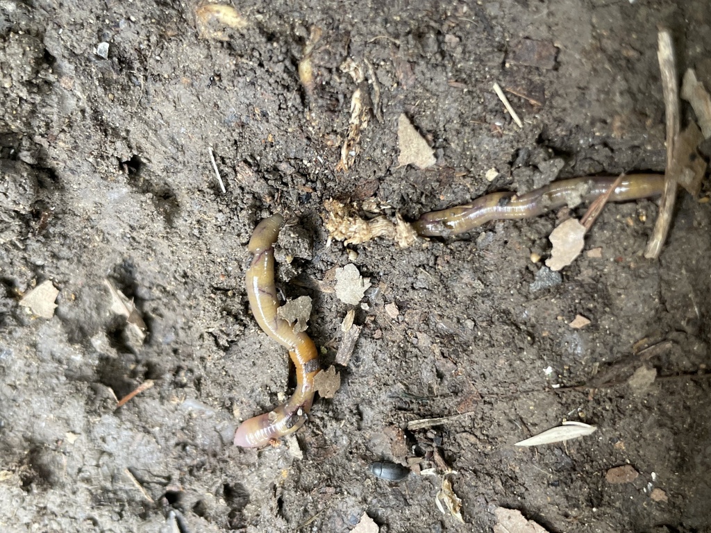 Typical Earthworms from E Gerald Ave, San Antonio, TX, US on April 25 ...