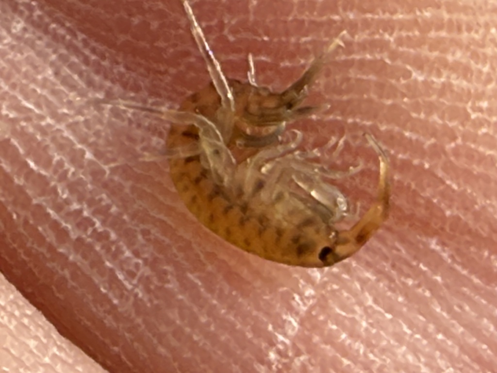 Gammarus tigrinus from Lake Okeechobee, Okeechobee, FL, US on April 29 ...