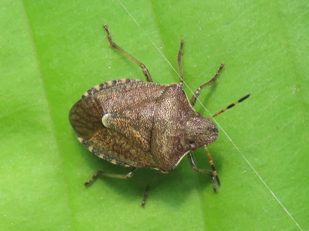Peribalus strictus (Hétéroptères Pentatomoidea de France métropolitaine ...