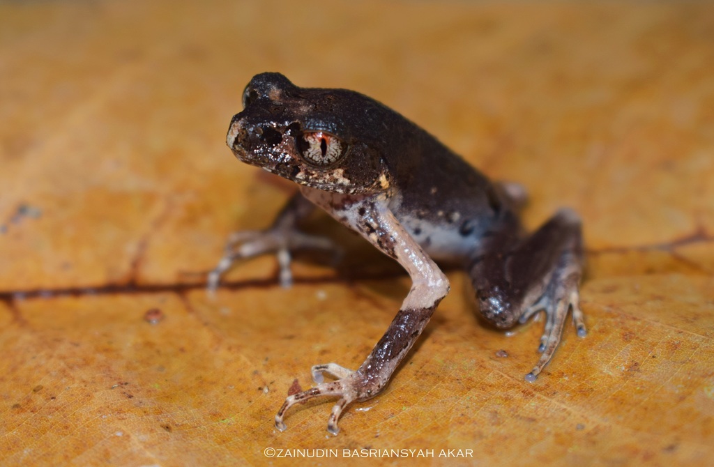 Twittering Slender Litter Frog from Taman Nasional Bukit Baka Bukit ...