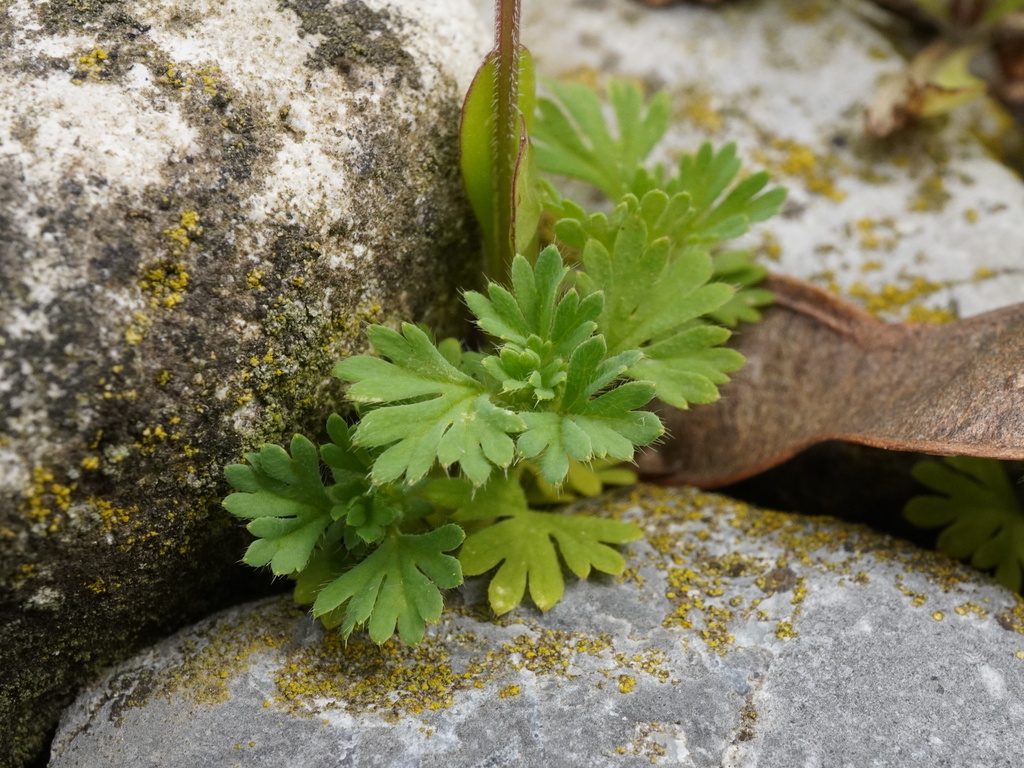 Field Parsley Piert from St. Pölten, NÖ, Österreich on April 26, 2025 ...