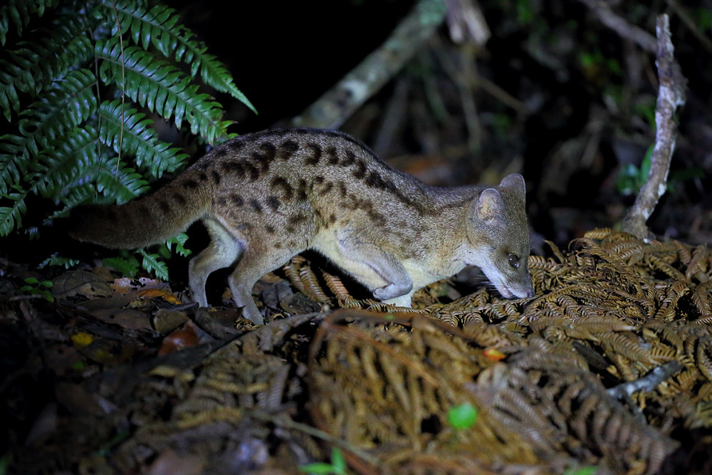 Euplerids (Eupleridae) - Know Your Mammals