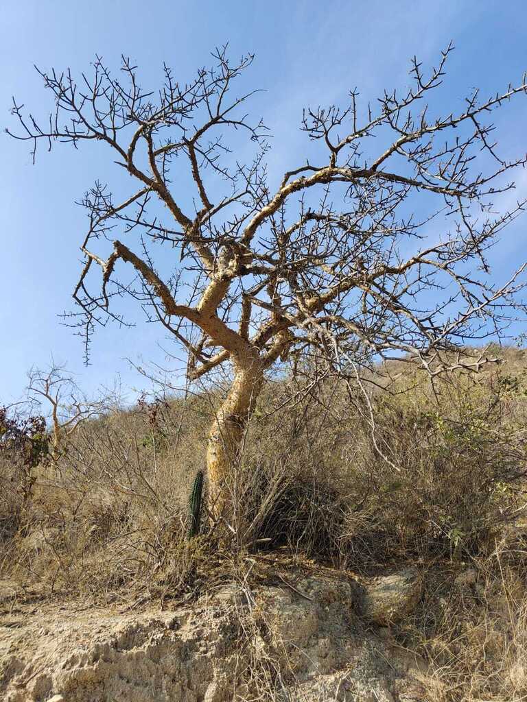 Bursera exequielii in April 2025 by Pía Garcia · iNaturalist