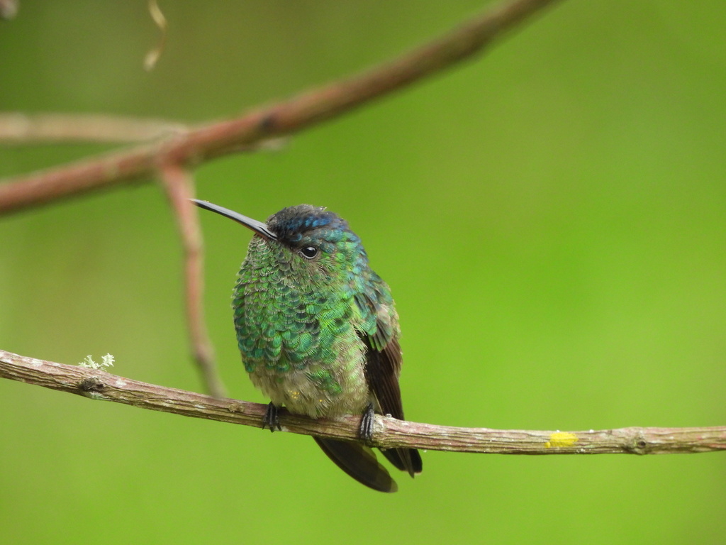 Indigo-capped Hummingbird from Anolaima, Cundinamarca, Colombia on ...