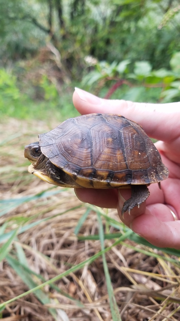 Eastern Box Turtle in August 2019 by Maura. Juvenille. Had hinged ...