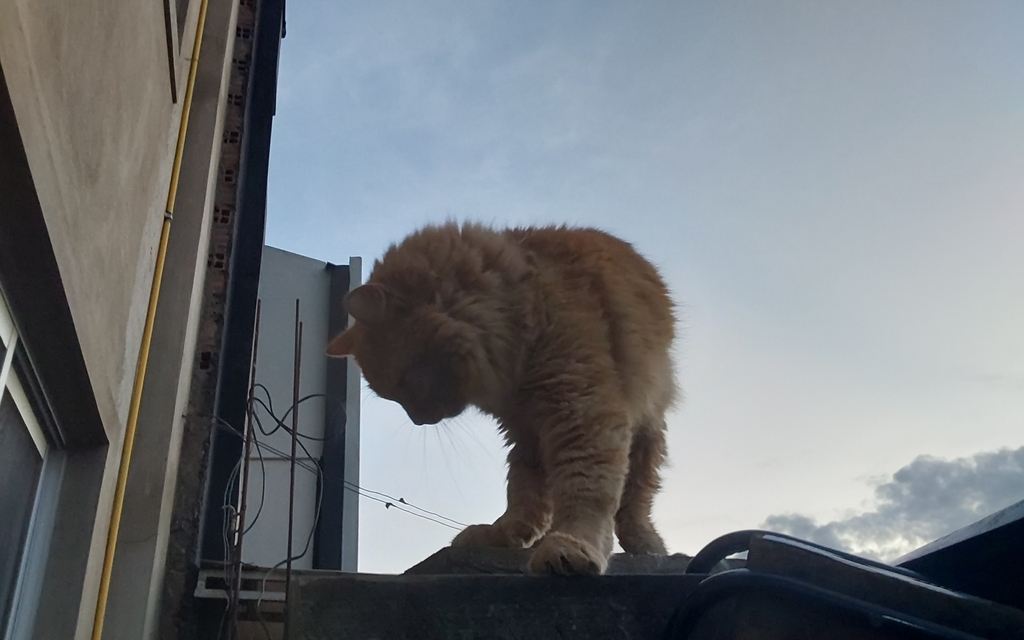 Domestic Cat from La Chimba, Cochabamba, Bolivia on April 29, 2025 at ...