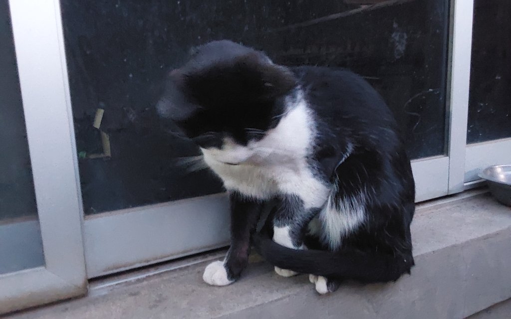 Domestic Cat from La Chimba, Cochabamba, Bolivia on April 29, 2025 at ...