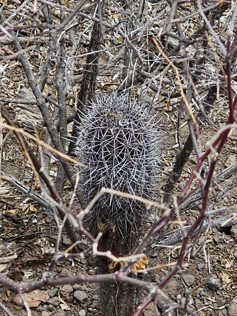Mexican Giant Cactus from 23883 B.C.S., México on April 27, 2025 at 10: ...